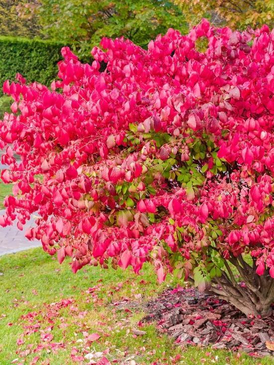 Бересклет крылатый Euonymus alatus купить в Москве по цене от ...